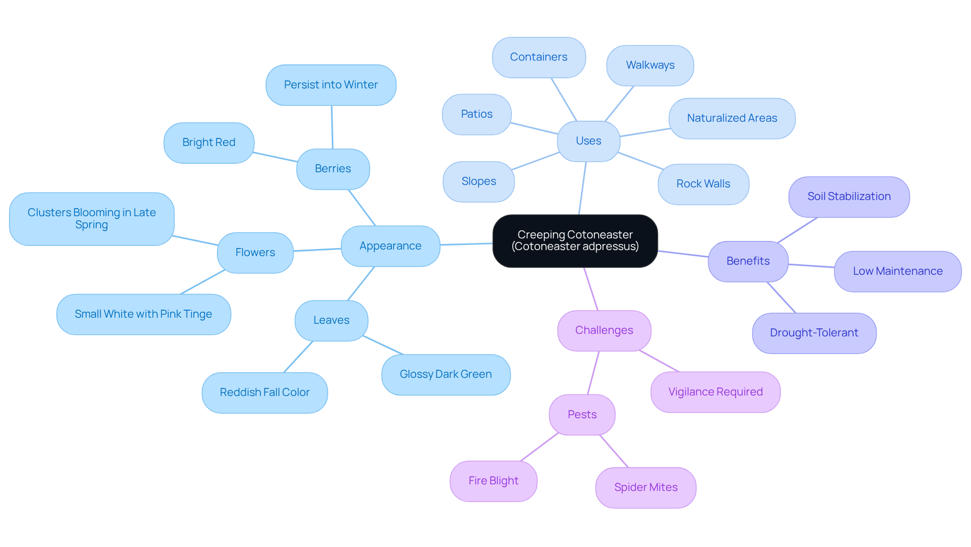 This mindmap starts with the creeping cotoneaster at the center. Each branch represents a different aspect of the plant, such as how it looks, where it can be used, its benefits, and the challenges gardeners might face. Follow the branches to explore all the important details about this beautiful, drought-tolerant plant.