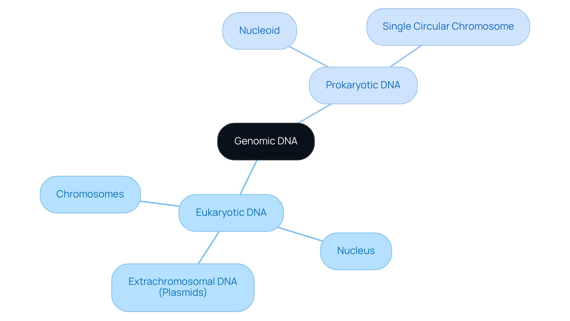 The central node represents genomic DNA, with branches showing the differences in DNA organization between eukaryotes and prokaryotes. Each sub-branch provides more detail about specific structures and types of DNA.