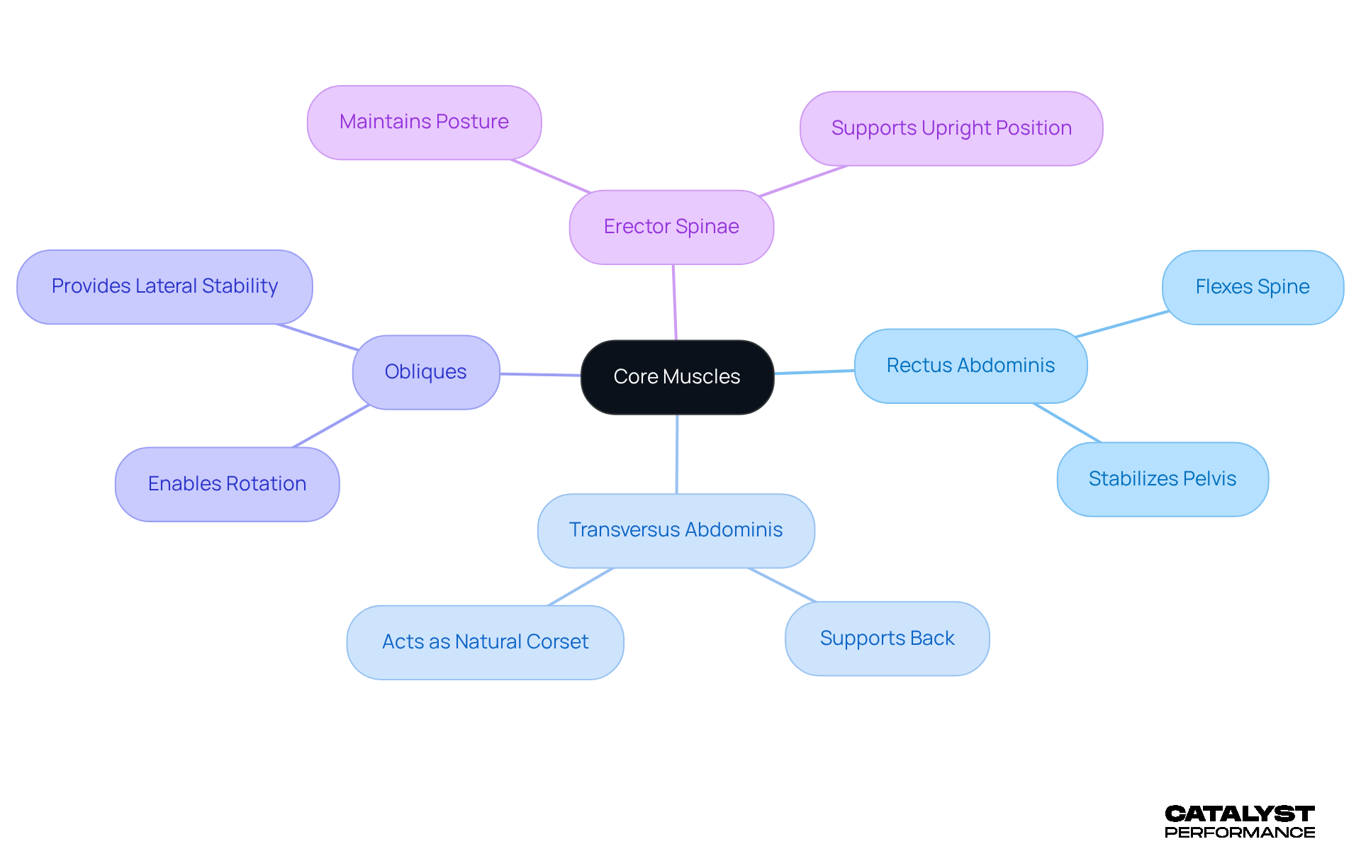 The central node represents the core muscles, and each branch shows a specific muscle along with its role. Follow the branches to learn how each muscle contributes to your strength and stability. The central node represents the core muscles, and each branch shows a specific muscle along with its role. Follow the branches to learn how each muscle contributes to your strength and stability.