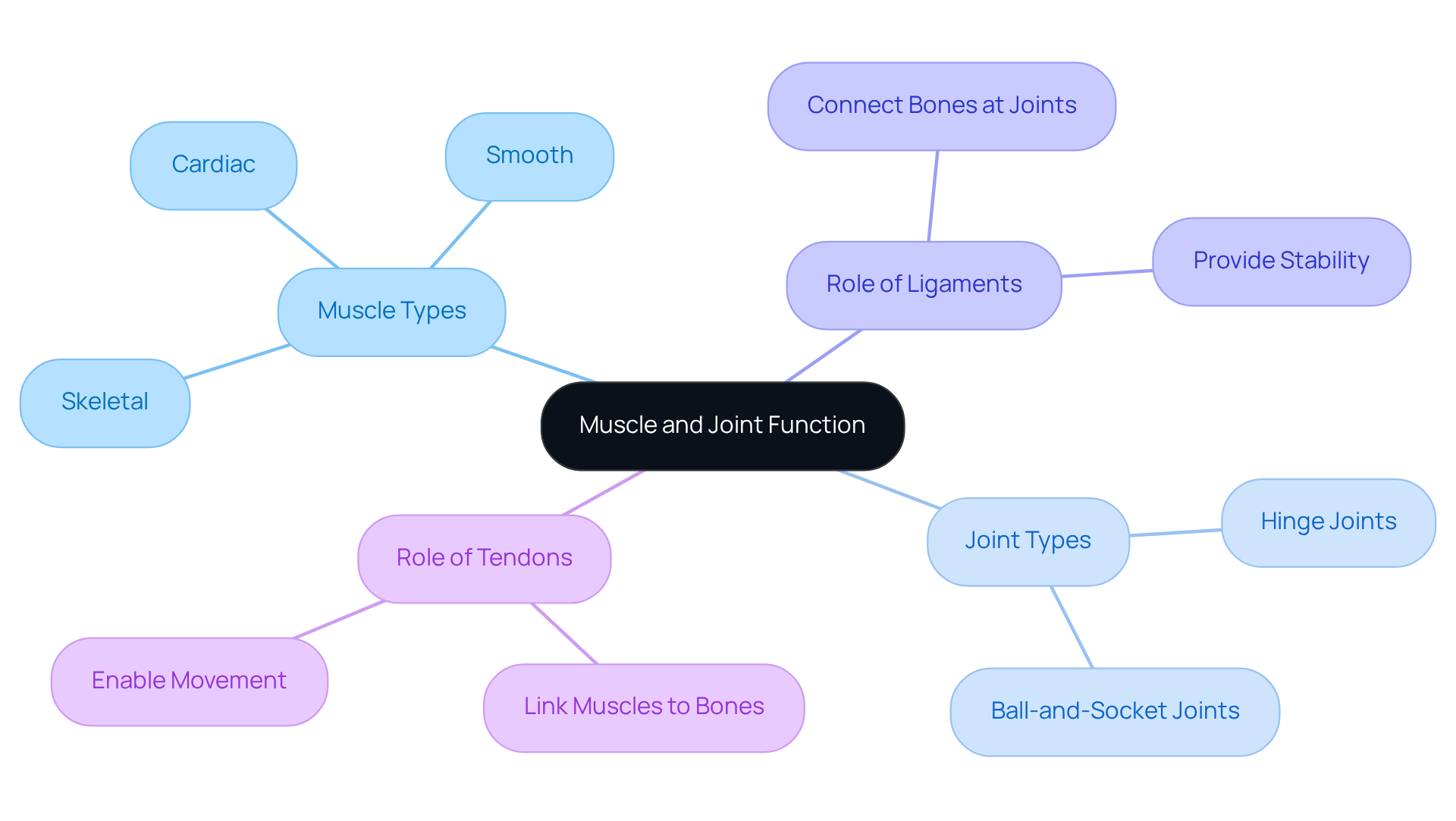 This mindmap illustrates how muscles, joints, ligaments, and tendons work together. Each branch represents a key component, and the sub-branches provide more detail about their types and roles in movement.