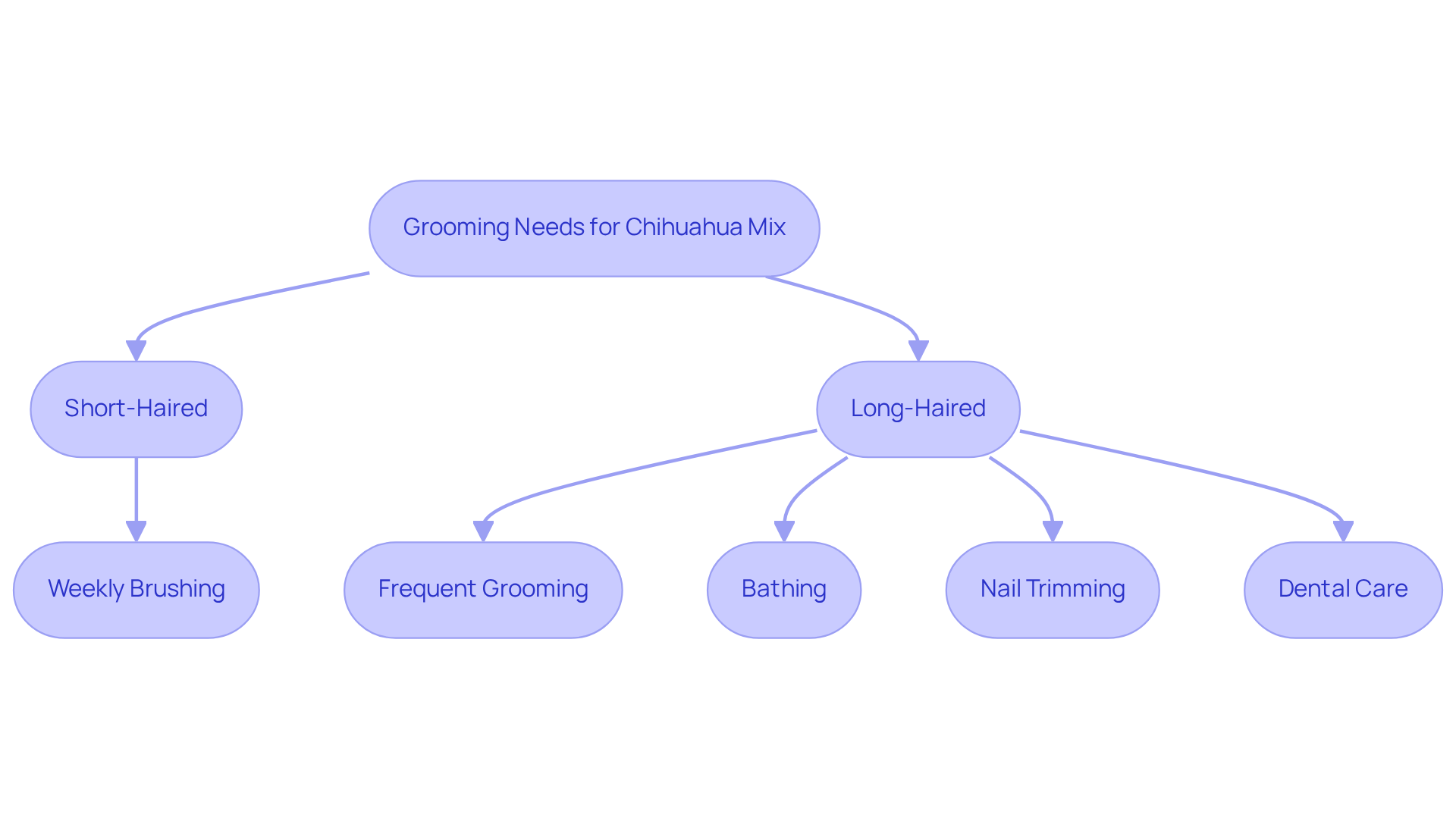 Follow the flow from the starting point to see the specific grooming practices for short-haired and long-haired Chihuahua mixes, along with essential care routines.