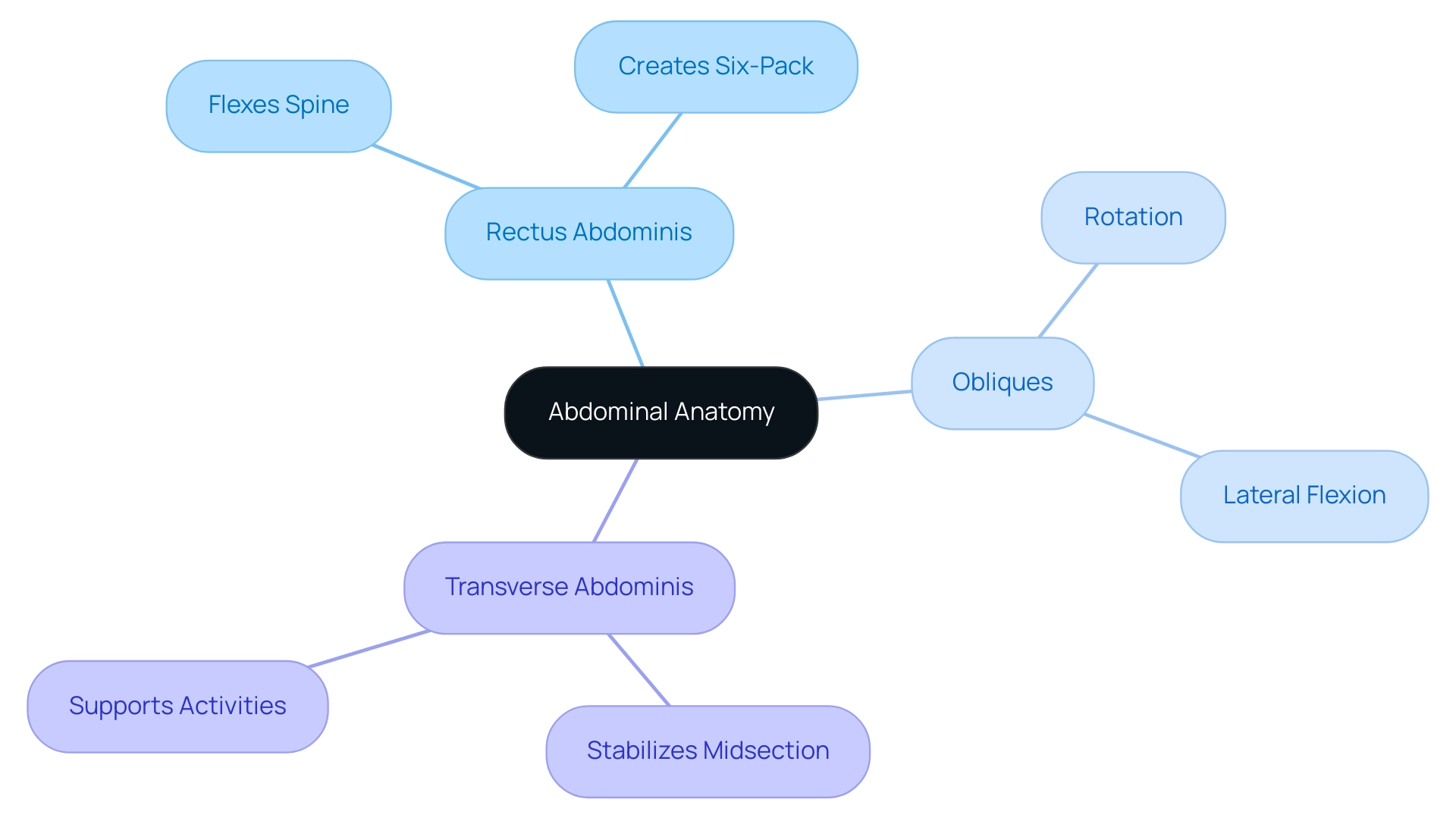 Each branch represents a key muscle group in the abdominal region, with sub-branches detailing their specific functions.