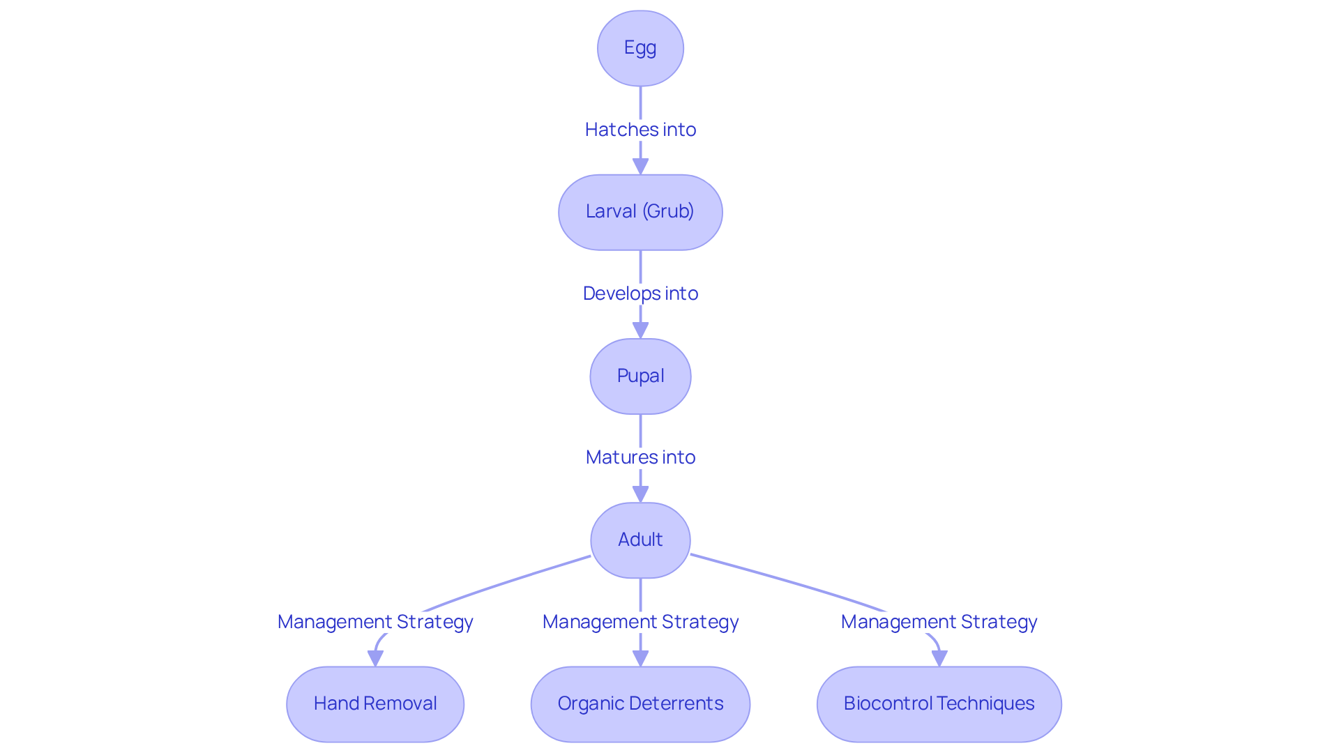 Follow the arrows to see how the Japanese beetle develops from an egg to an adult. Below, you'll find strategies to manage these pests effectively at each stage.