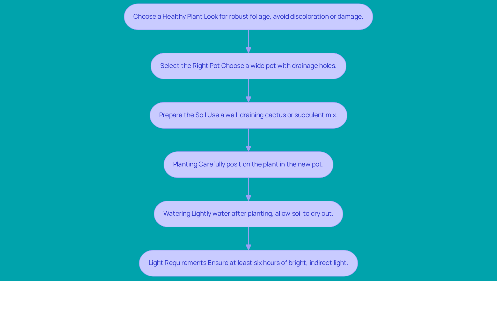 Each box represents a step in the process of caring for your Aloe Vera. Follow the arrows to see what to do next, starting from choosing a healthy plant all the way to ensuring it gets the right light.