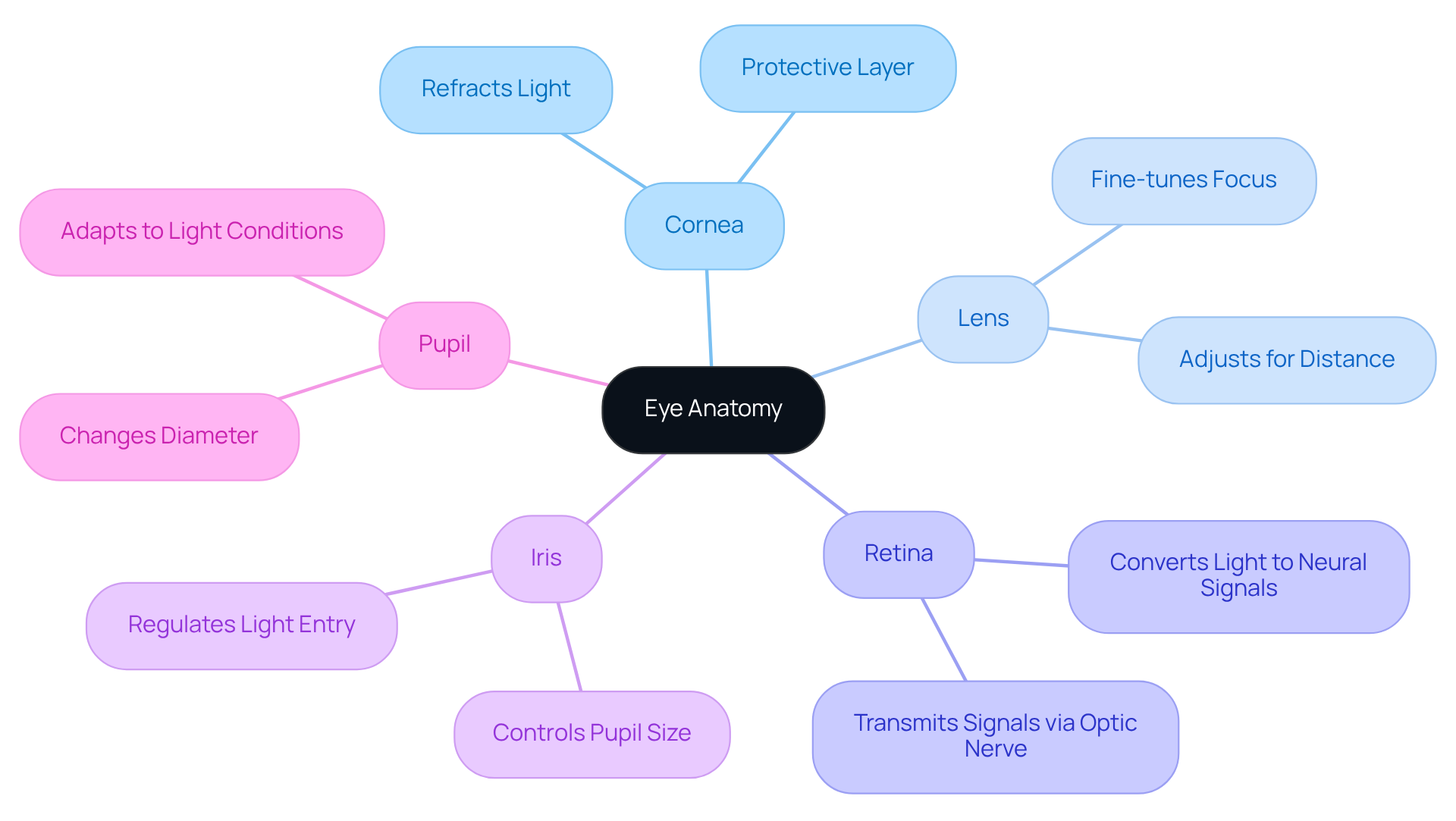 Start at the center with 'Eye Anatomy', then follow the branches to learn about each part of the eye and its role in vision and health. This visual helps you see how everything connects and why it's important to know these details.
