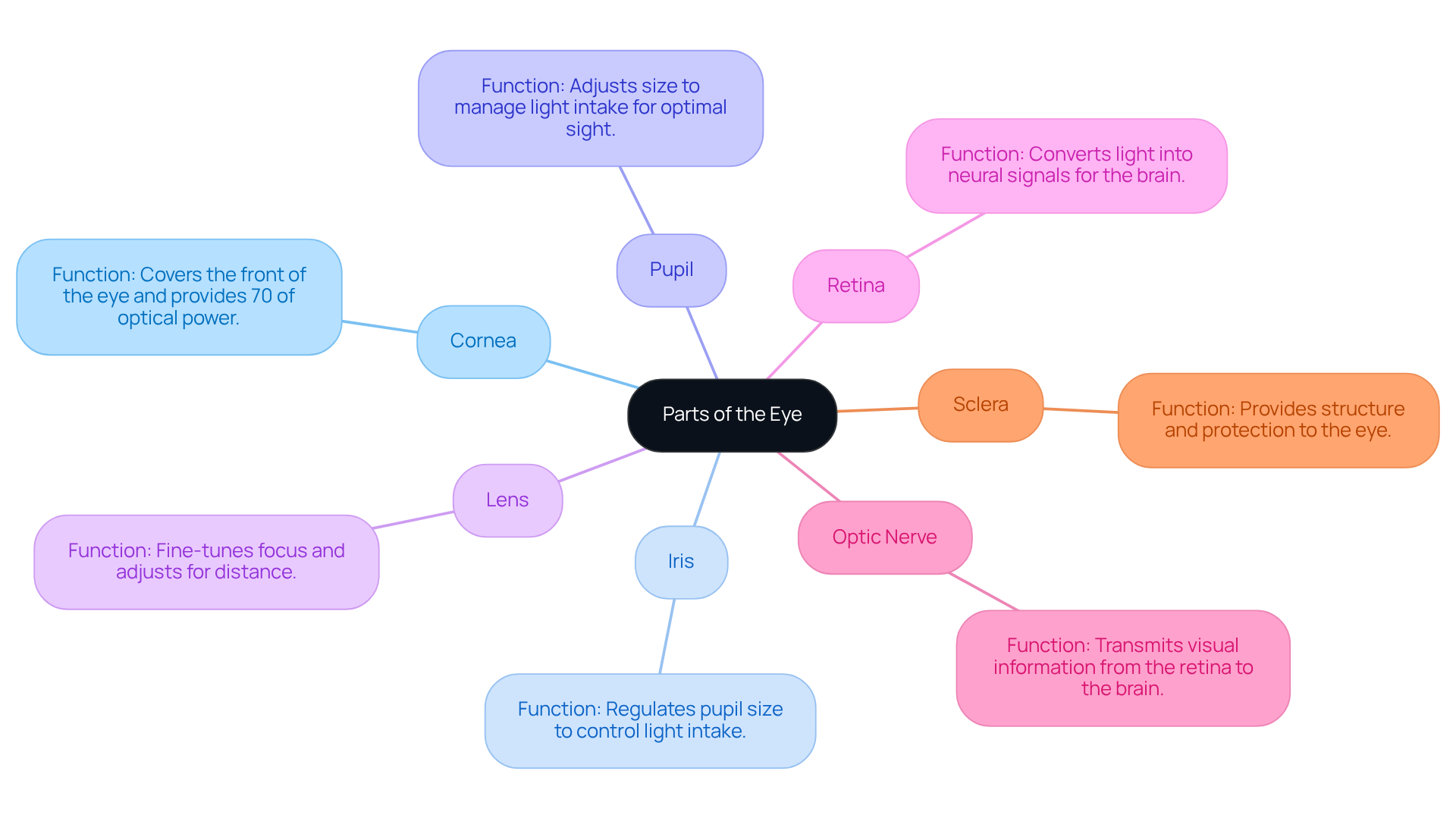 The central node represents the overall topic of eye anatomy. Each branch shows a specific part of the eye, with descriptions of their roles in vision. This helps you understand how these components work together to create clear sight.