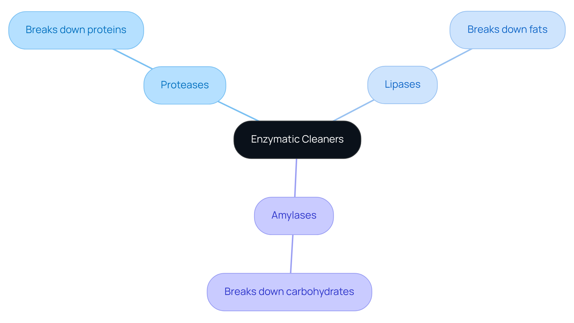 The center shows the main topic of enzymatic cleaners. Each branch represents a type of enzyme, and the sub-branches explain what each enzyme targets. This structure helps you see how these cleaners work to tackle different kinds of stains. The center shows the main topic of enzymatic cleaners. Each branch represents a type of enzyme, and the sub-branches explain what each enzyme targets. This structure helps you see how these cleaners work to tackle different kinds of stains.