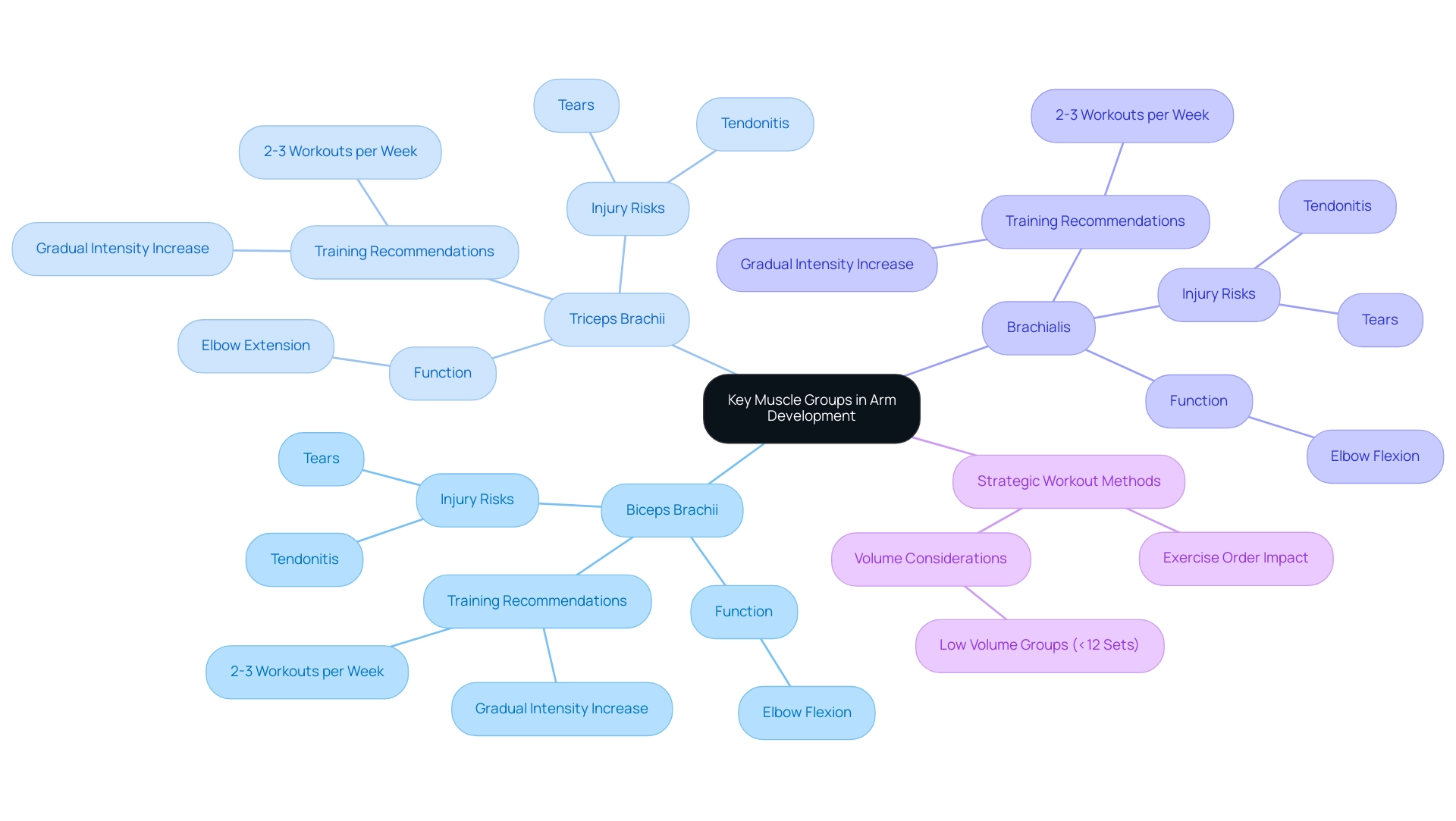 The central node represents the overall topic, with branches showing the primary muscle groups and their respective functions and training considerations.