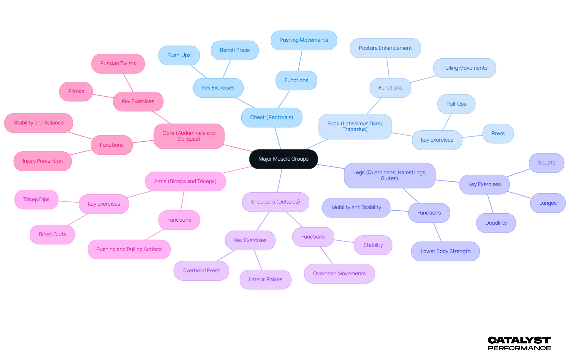 The center represents the main topic of muscle groups. Each branch shows a specific muscle group, and the sub-branches explain their functions and related exercises. This helps you understand how each group contributes to your fitness journey.